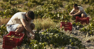 An Authentic Viticultural Experience at Mikra Thira - Santorini.net